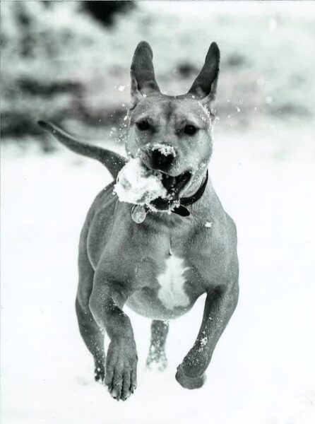 Philadelphia - Good Dog Bar