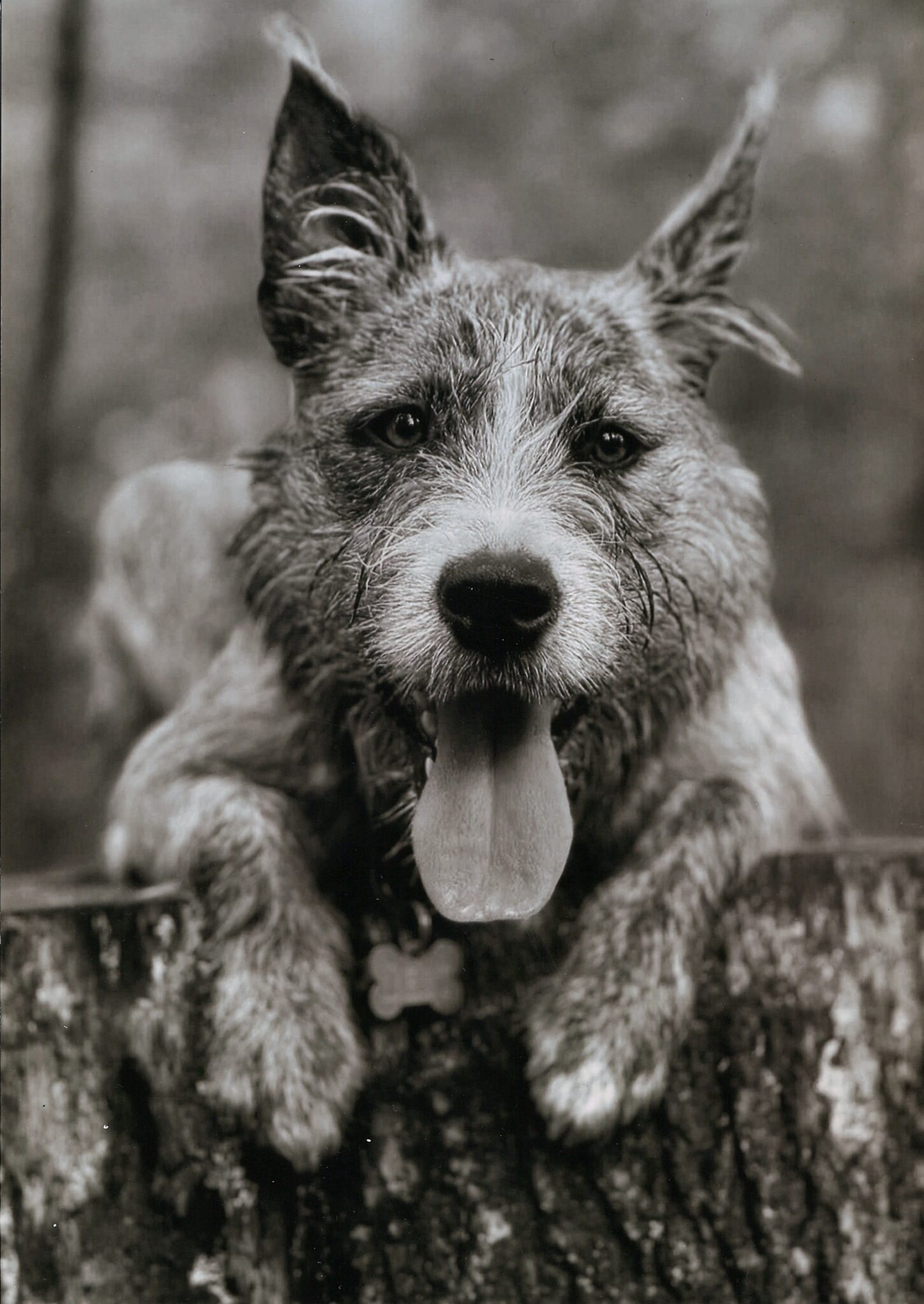 Philadelphia - Good Dog Bar