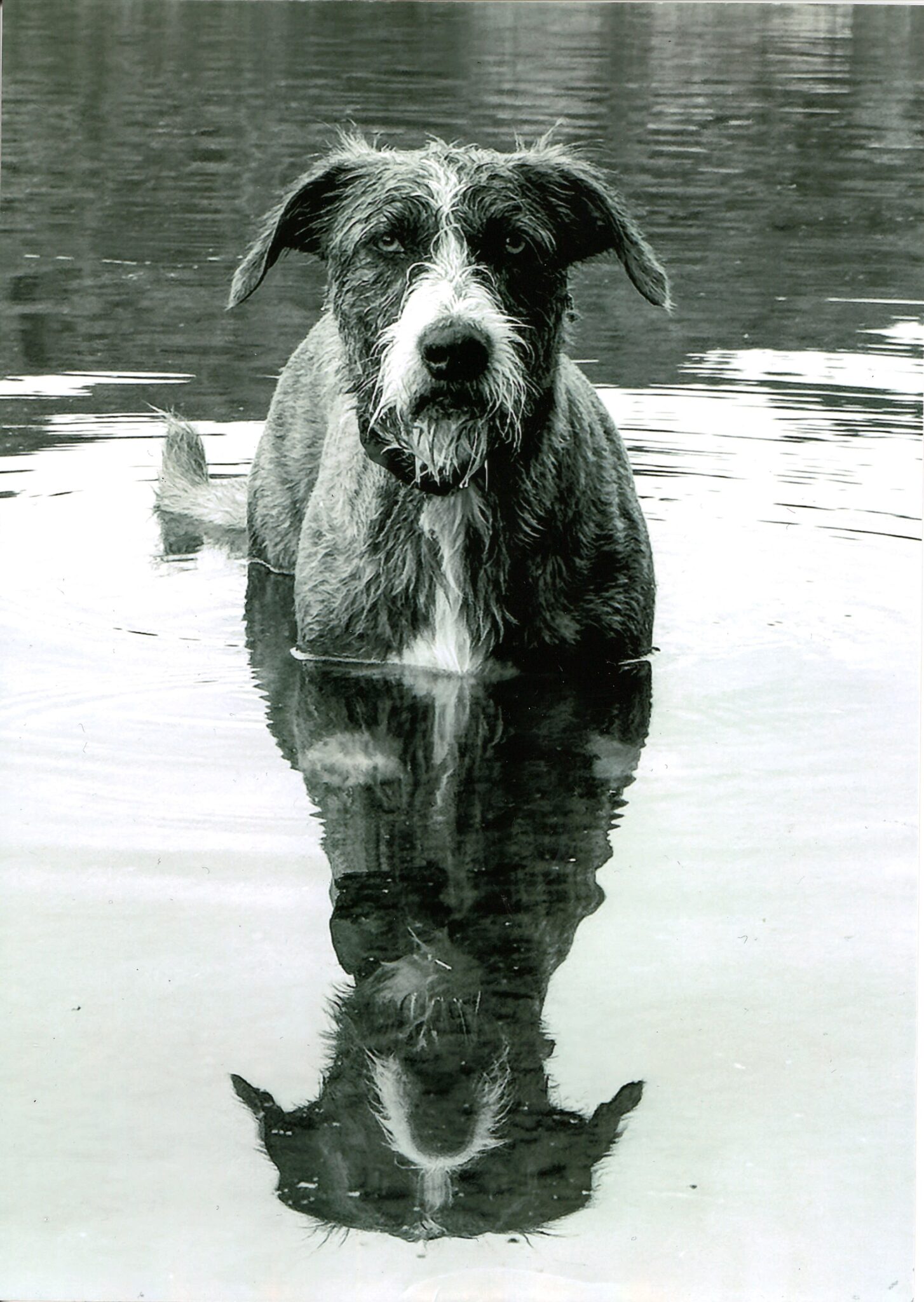 Philadelphia - Good Dog Bar