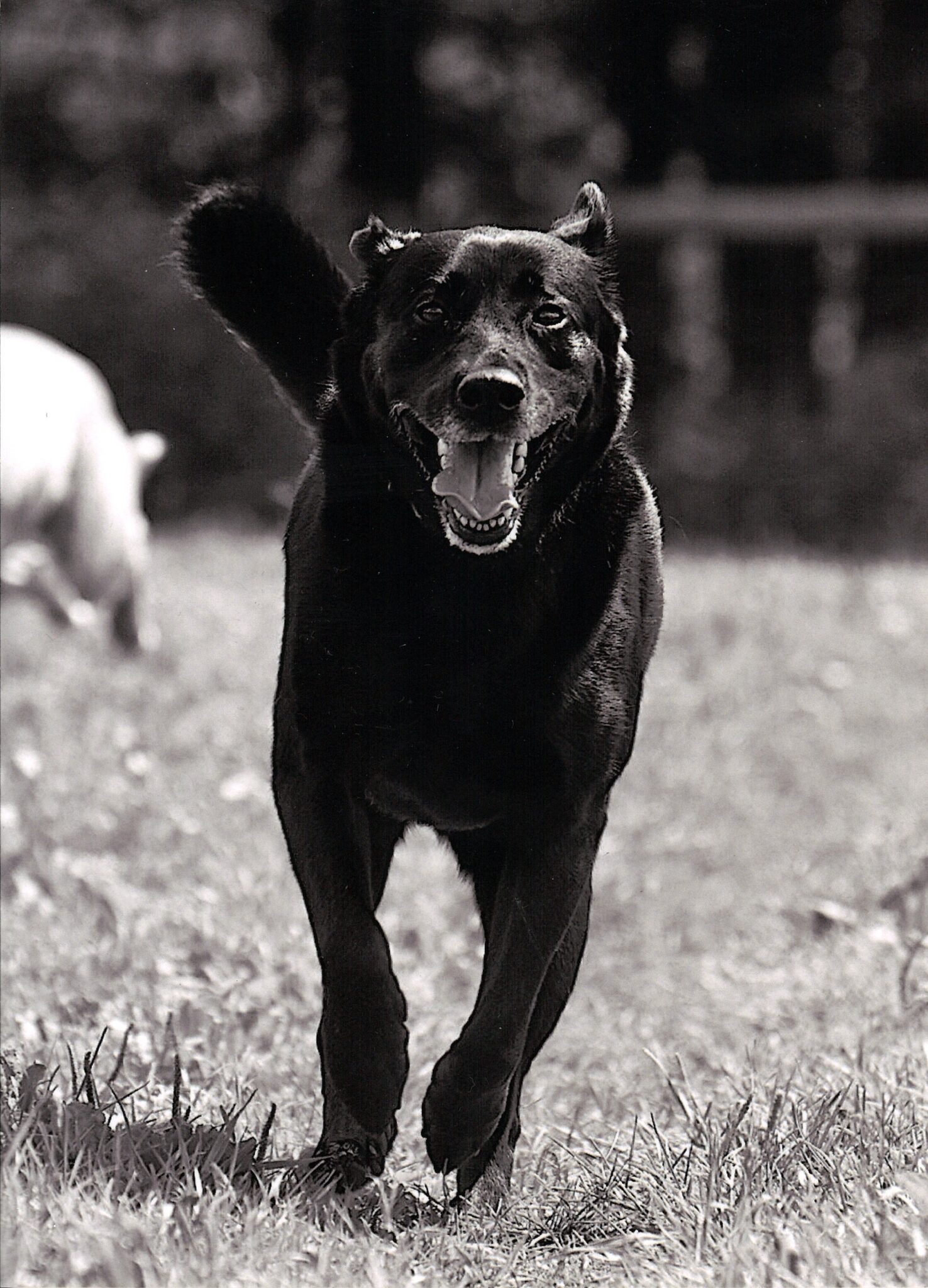 Philadelphia - Good Dog Bar